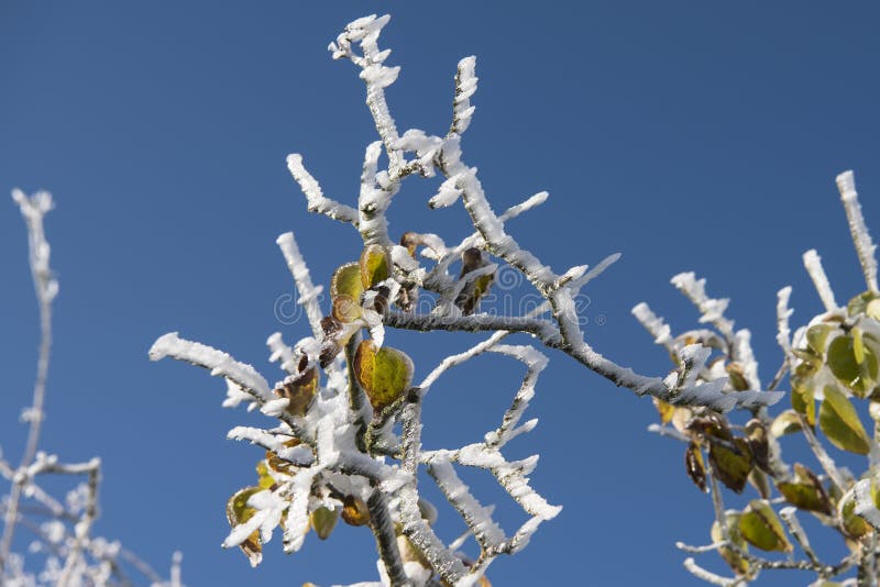 Branches with Frost after a Freezing Cold Night Against a Blue Sky ...