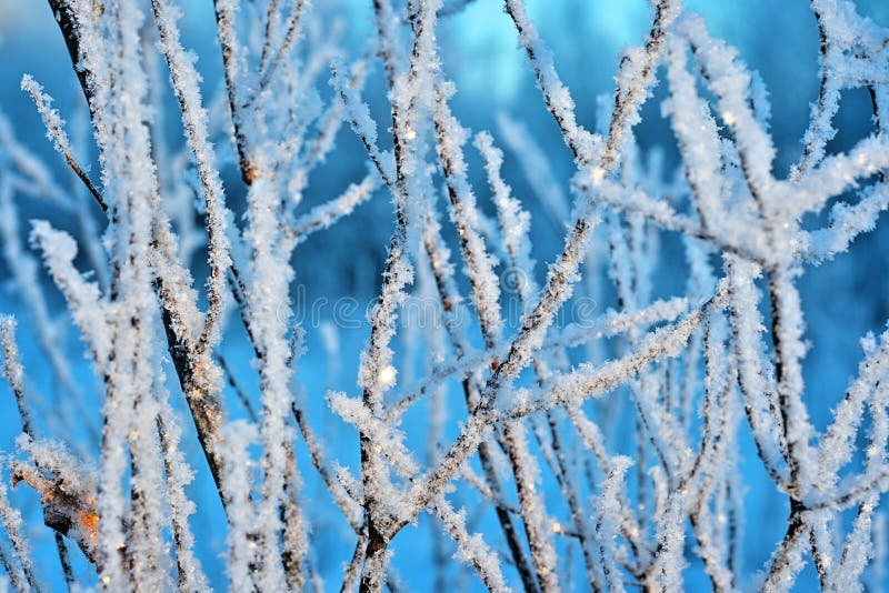 Branches in frosty weather stock photo. Image of nature - 12232456