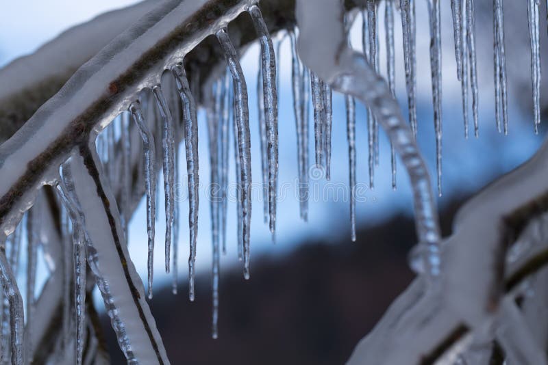 Branches Frozen in the Winter. Stock Image - Image of branch, nature ...