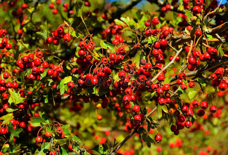 Branches with Fruit of Crataegus Monogyna Stock Image - Image of garden ...