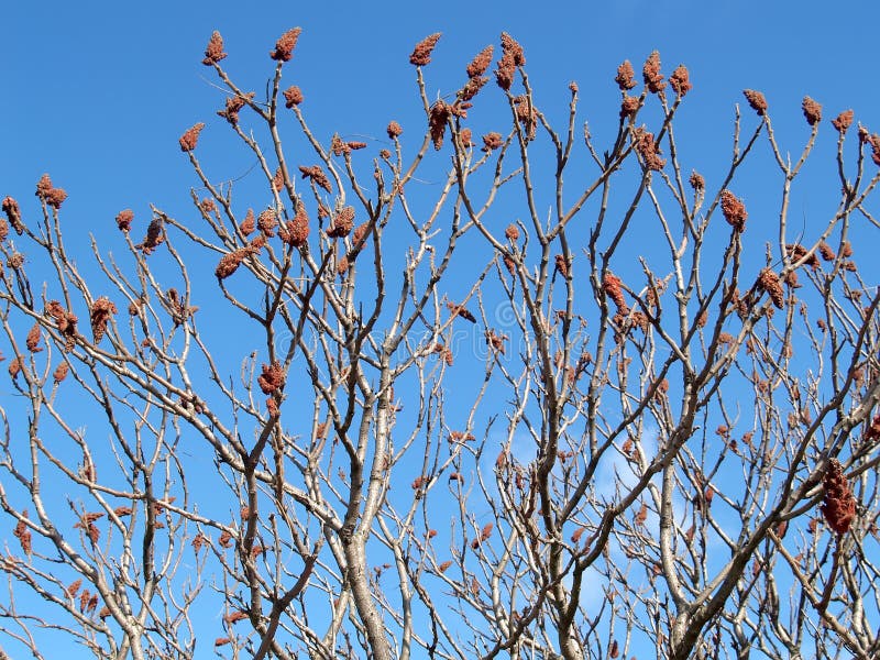 Branches with Fruit Sumah Tanning Rhus Coriaria L. Against the ...