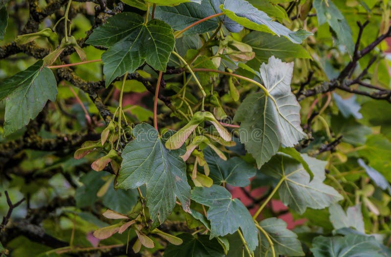 Sycamore Tree stock image. Image of leaves, twigs, spring - 119324013