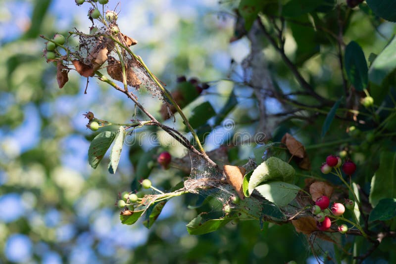 Branches of a Fruit Tree in a Web with Larvae of Insect Pests. Garden ...