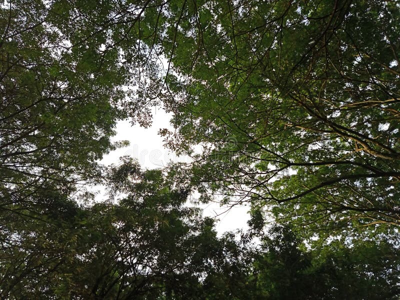 744 Blocking Trees Stock Photos - Free & Royalty-Free Stock Photos from ...