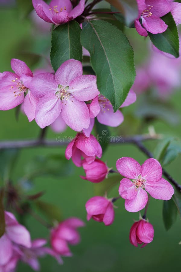 Branches Full of Pink Flower Clusters on Apple Tree Stock Photo - Image ...