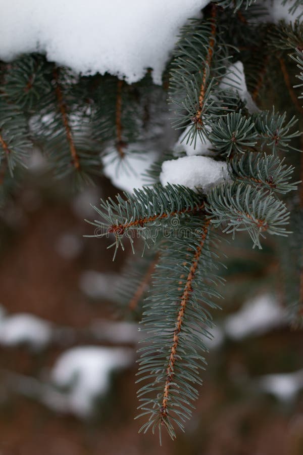 Branches of a Fur Pine Tree with Show Stock Photo - Image of beautiful ...