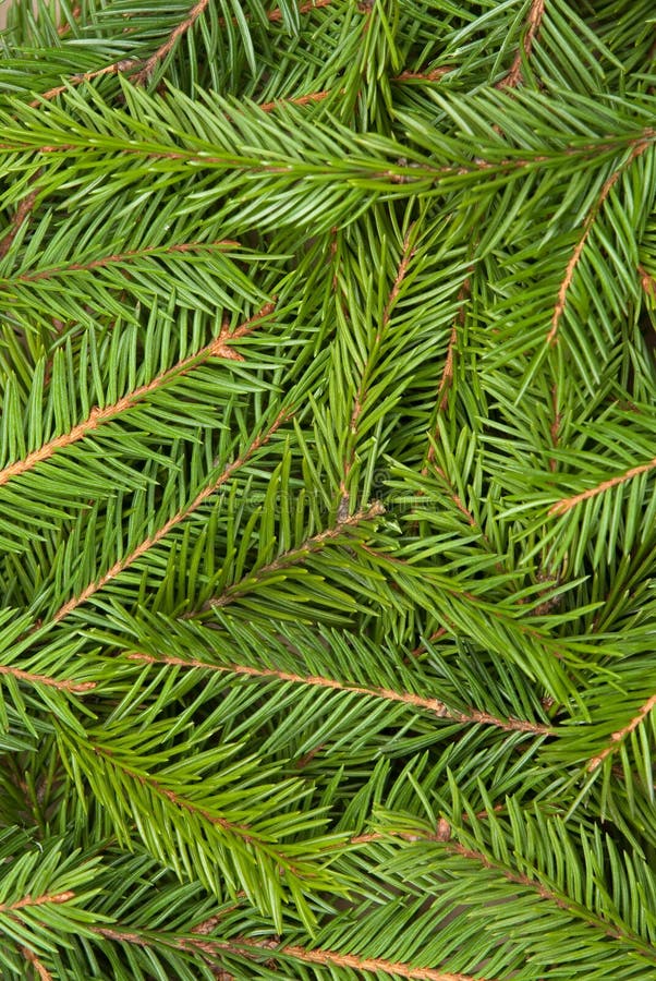 Branches of a fur-tree stock photo. Image of background - 11611718