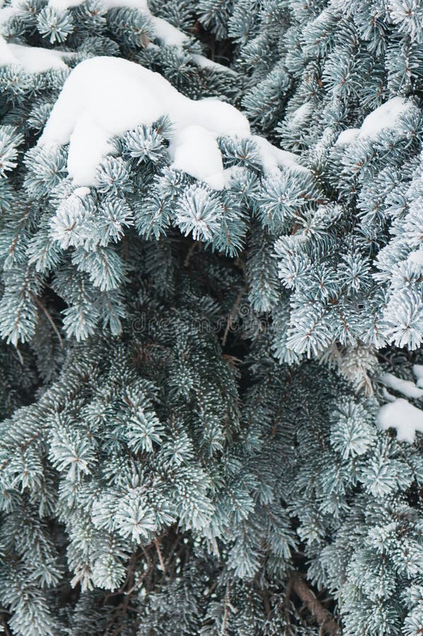 The branches of a fur-tree stock image. Image of year - 16751245