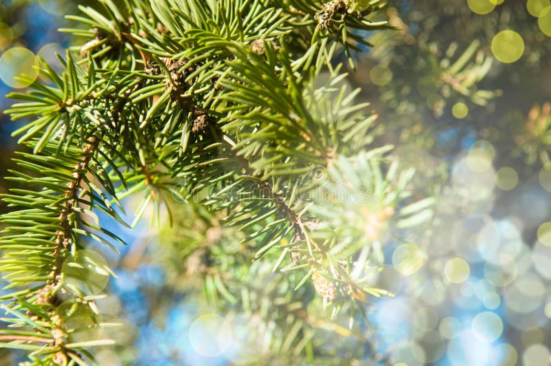 Branches fur-tree. stock photo. Image of coniferous, nature - 7482546