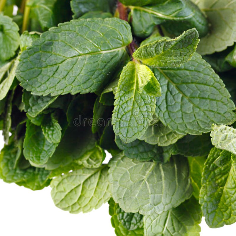 Branches Garden Mint on a White Background. Stock Image - Image of ...