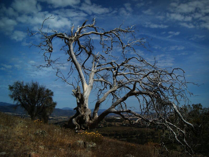 Branches of a Ghost stock image. Image of australia - 116193525