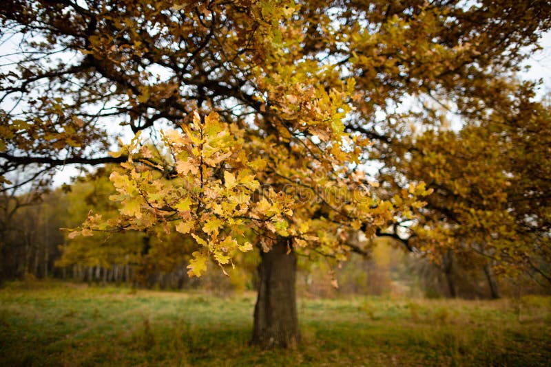 Branches with Golden Leaves of Oak Tree in Autumn Stock Image - Image ...