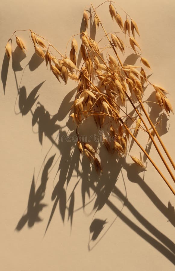 Branches of Golden Oats on a White Background in the Sun with the ...