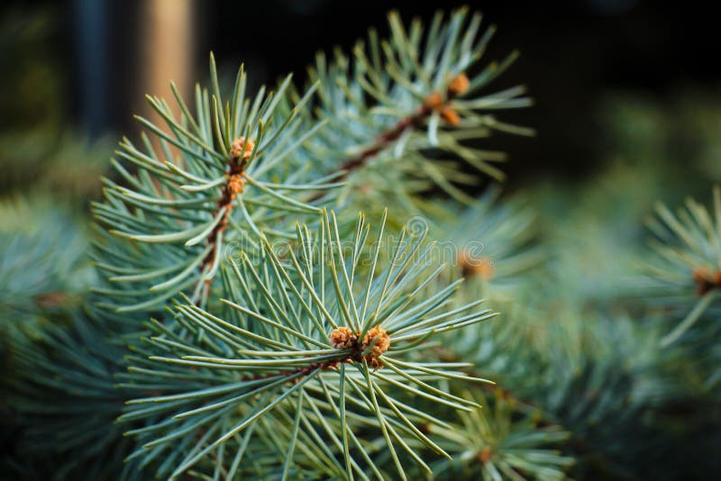 Grantree arkivfoto. Bild av barrtr, brigham - 11251758