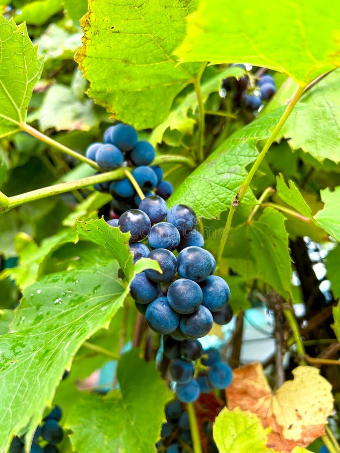 Branches of Grapes Growing in the Garden. Bunch of Blue Grapes Stock ...