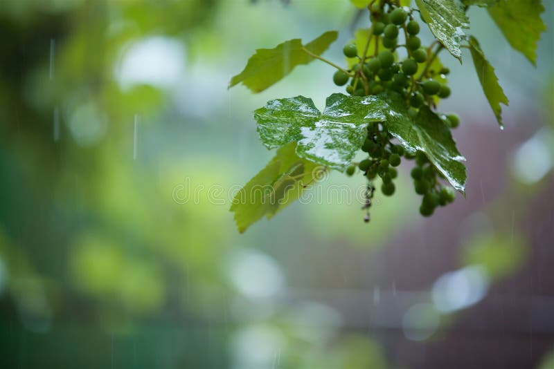 Branches of Grapes in the Rain Stock Image - Image of macro, leaves ...
