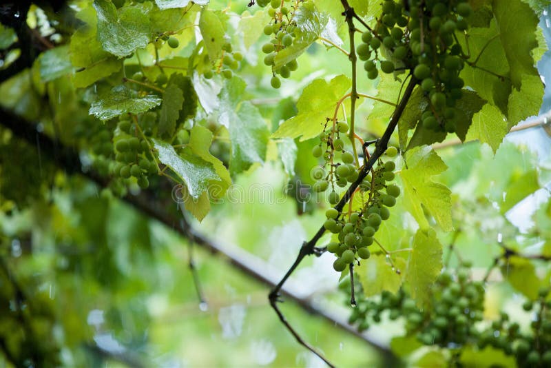 Branches of Grapes in the Rain Stock Photo - Image of abstract, season ...