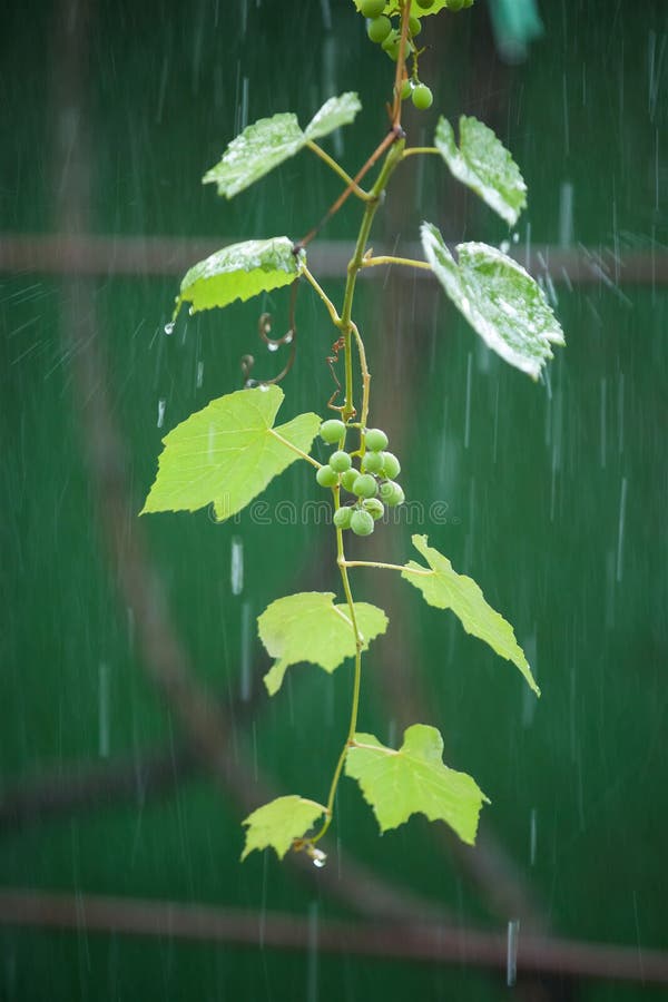 Branches of Grapes in the Rain Stock Photo - Image of nature, green ...