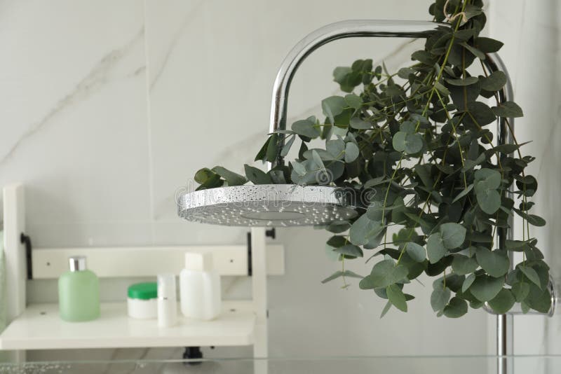 Branches with Green Eucalyptus Leaves in Shower Stock Image - Image of ... Branches with Green Eucalyptus Leaves in Shower Stock Image - Image of ...