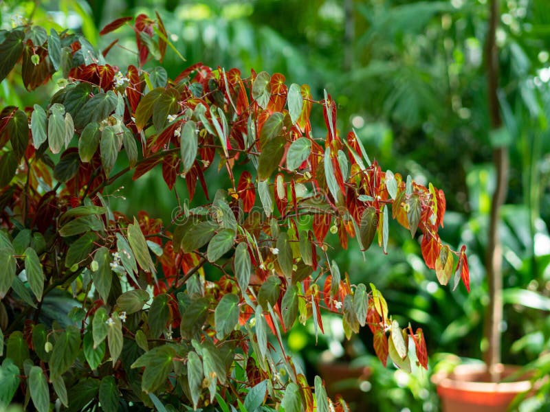 Branches of Green Leaves with Red Back Side Stock Image - Image of ...