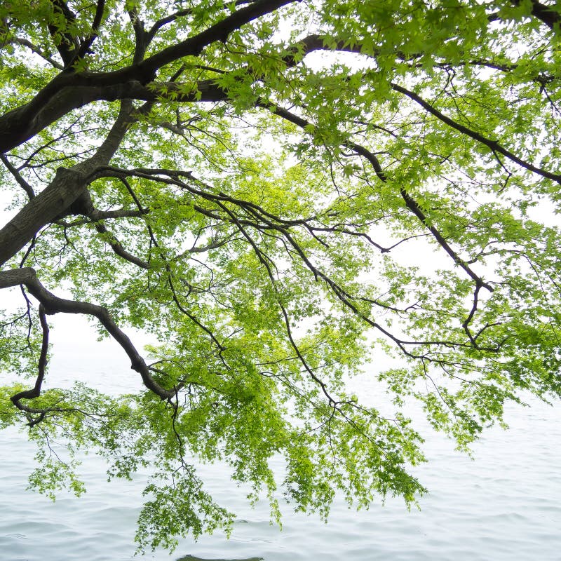 Branches of the Green Maple Trees Stock Photo - Image of summer ...