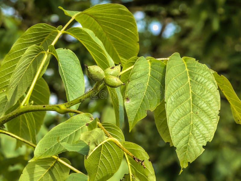 Branches with green nuts stock photo. Image of fresh - 363266152