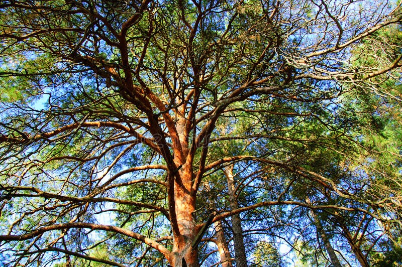 Branches of Green Pine in Forest Stock Image - Image of forests ...