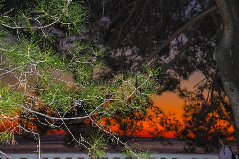 Branches of a Green Pine Tree Against a Sunset Red Sky Stock Photo ...