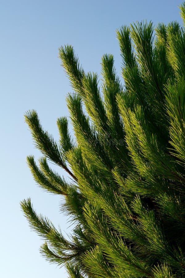 Branches of Evergreen Pine Tree Pinus Pinaster, Above Beautiful Blue ...