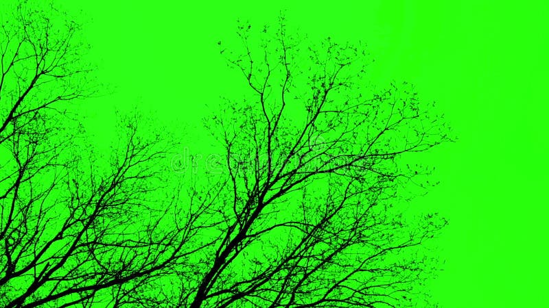 Branches on Green Screen stock video. Video of branch - 63885939