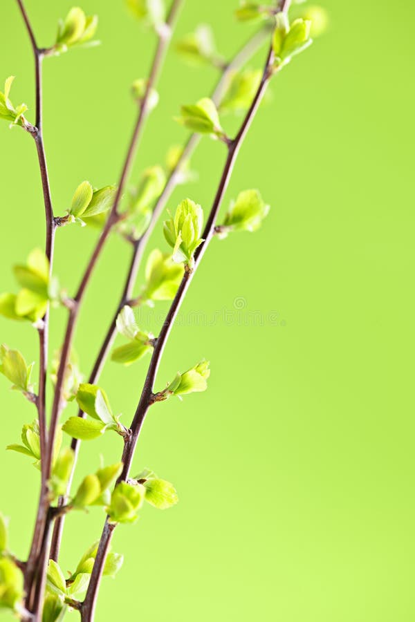 Branches with Green Spring Leaves Stock Image - Image of branch ...