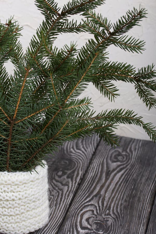 Branches of Green Spruce Stand on Pine Boards. Against a Background of ...