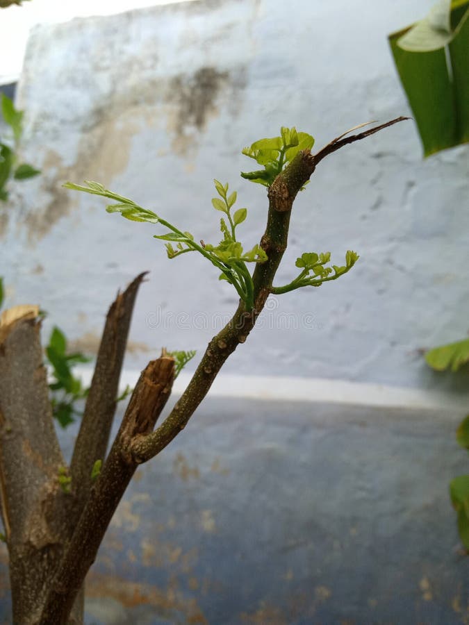 Branches Growing from Plant Stock Photo - Image of nature, spring ...