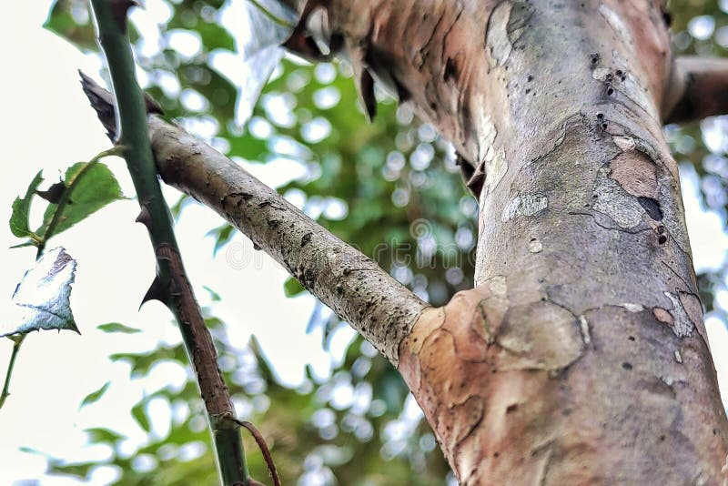 Branches of guava tree stock image. Image of zoom, branches - 264719557