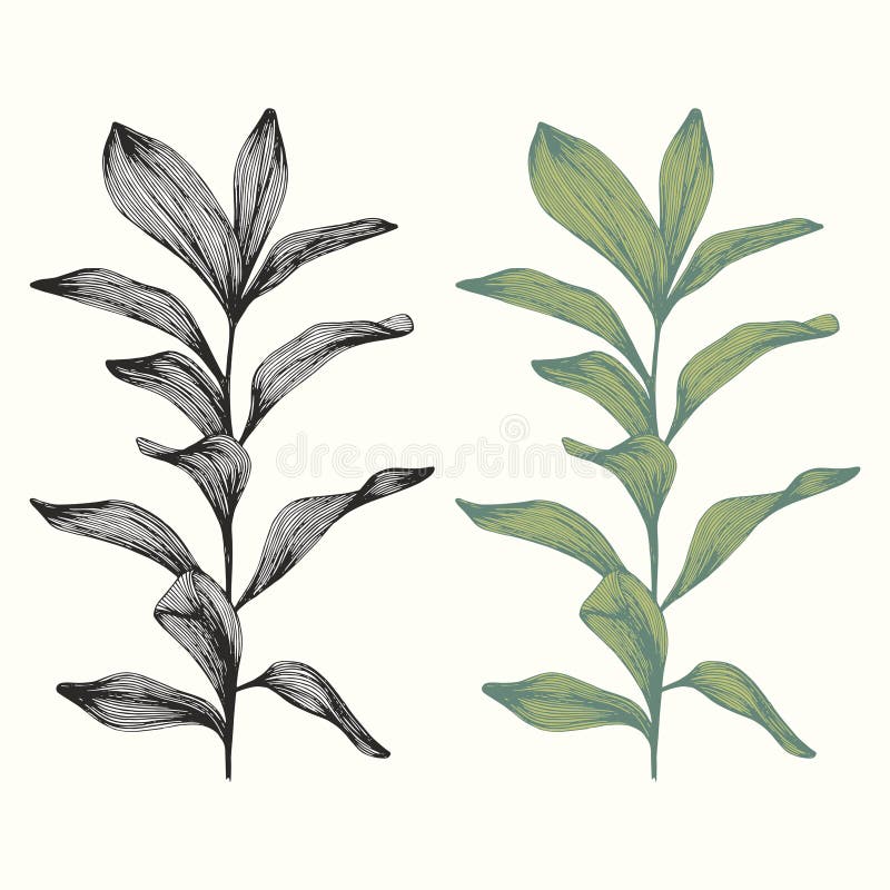 Branches. Hand drawing stock vector. Illustration of modern - 101923637