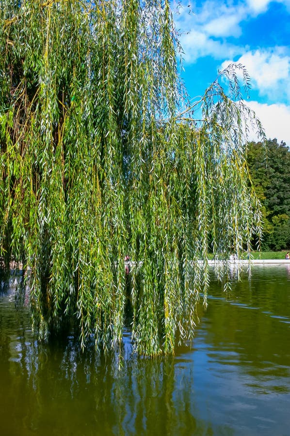 Branches Hanging from a Tree into the Water with Weeping Willow Leaves ...