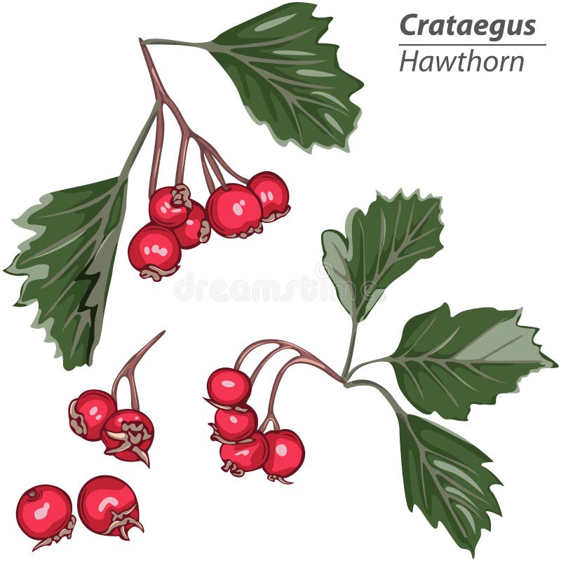 Hawberry Branches Stock Illustrations – 26 Hawberry Branches Stock ...
