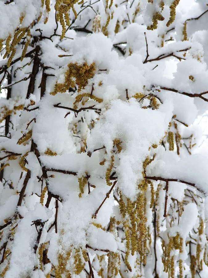 Branches of Hazel Tree Under White Snow - Winter Stock Photo - Image of ...