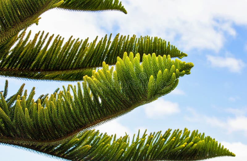 Cook Tree Branches Extending To Help the Healing Process on Maui ...