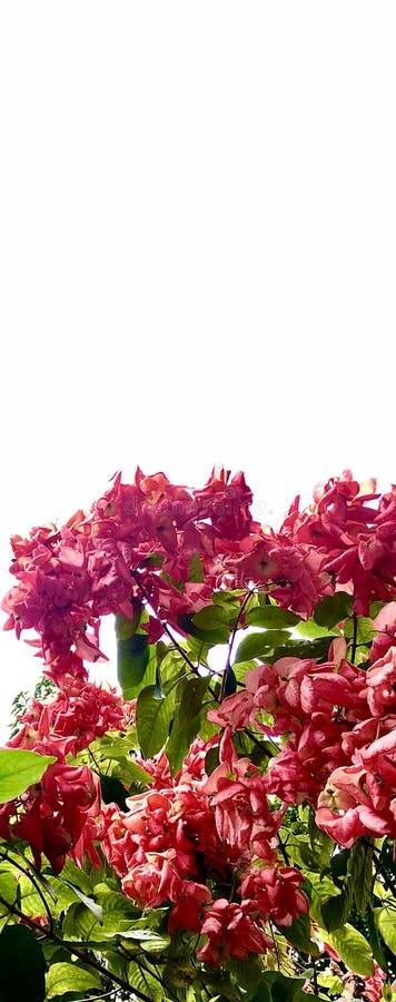 The Branches are Heavy Red Flowers White Sky Red Masunda Stock Photo ...