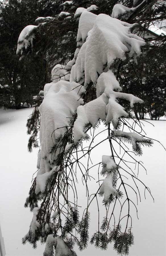 Branches Heavy with Snow in Winter Stock Image - Image of full, hanging ...