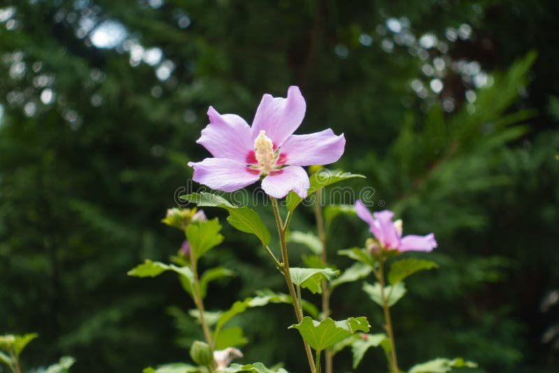Branches of Hibiscus Syriacus with Pink Flowers in August Stock Photo ...