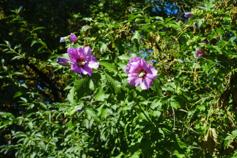 Branches of Hibiscus Syriacus with 2 Pink Flowers in September Stock ...