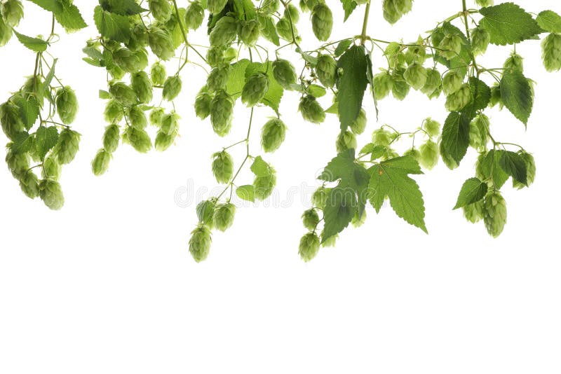 Branches of Hop Isolated on White Stock Image - Image of leaf, plant ...
