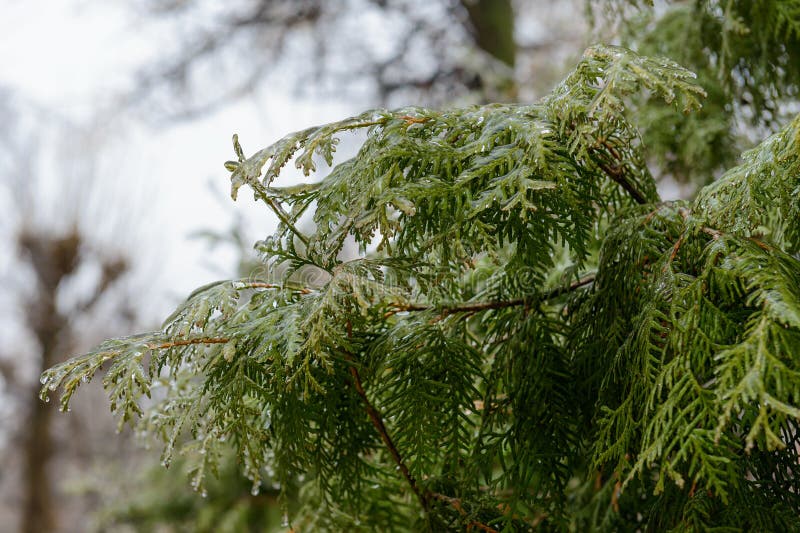 Branches in Ice after Freezing Rain Crust Stock Photo - Image of rural ...