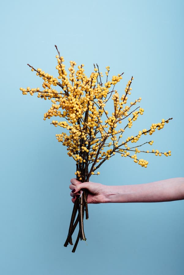 Branches of Ilex in Hands of a Woman Stock Image - Image of bouquet ...