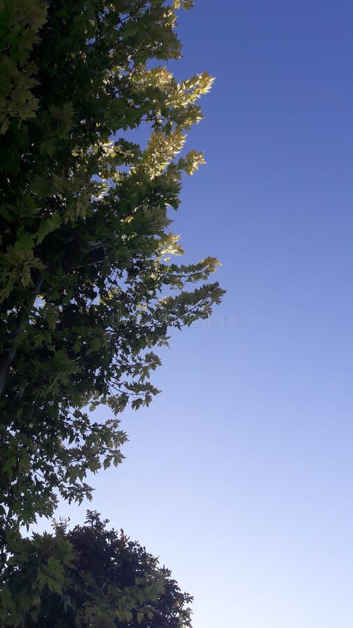 Branches infront the sky stock image. Image of branches - 136467973