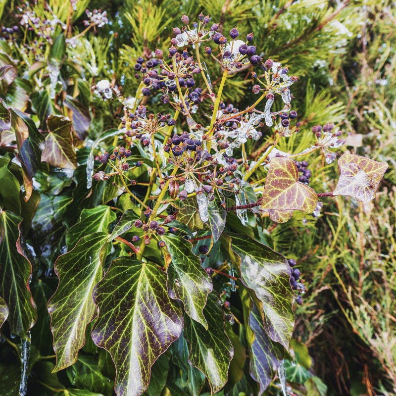 Branches of Ivy Plants with Berries in Early Spring Stock Photo - Image ...
