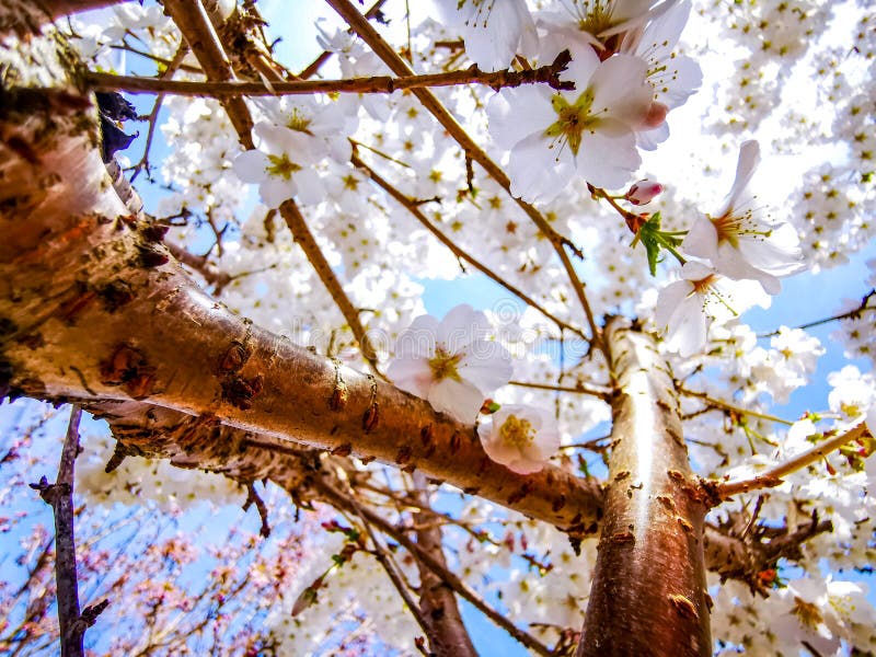 Among the Branches of Japanese Cherries Beautiful White Flowers and ...