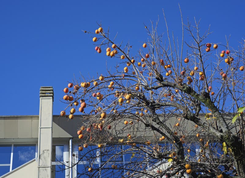 Branches of Japanese Persimmon Tree InAutumn Stock Photo - Image of ...